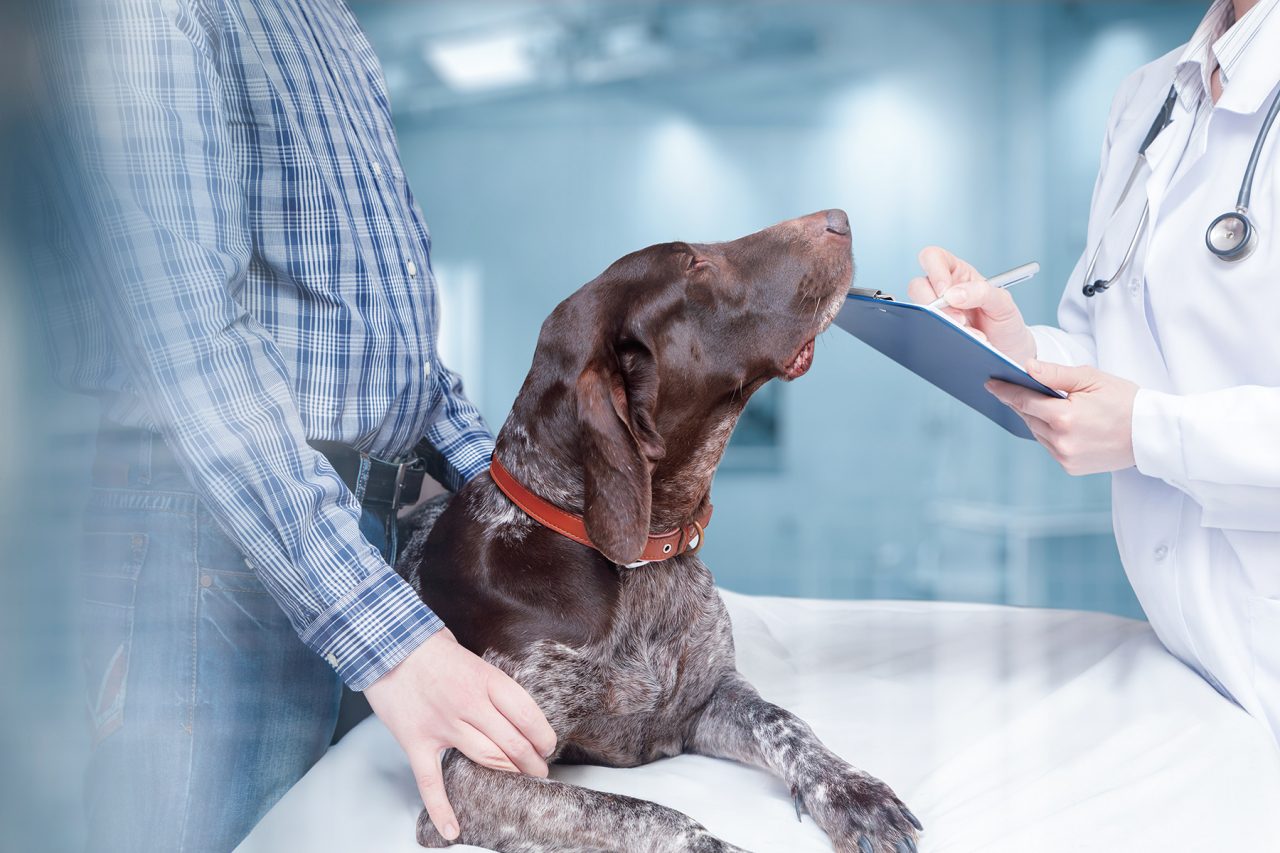 Veterinary Surgery in Blairsville PA - Soft-Tissue Vet Surgery